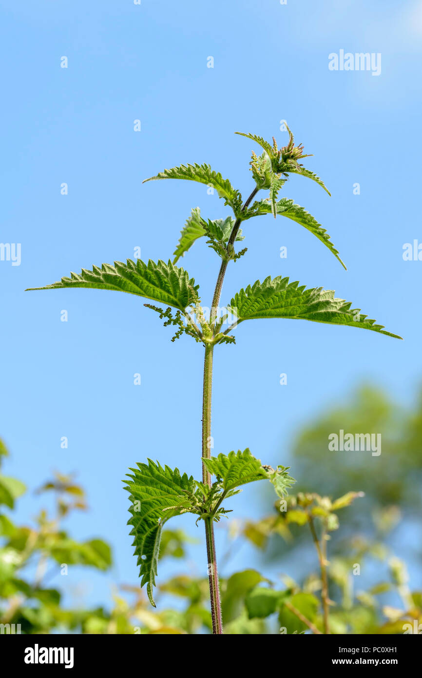Common Nettle Urtica dioica Stock Photo - Alamy