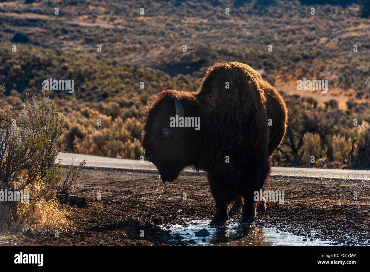 Buffalo in yellowstone hi-res stock photography and images - Alamy