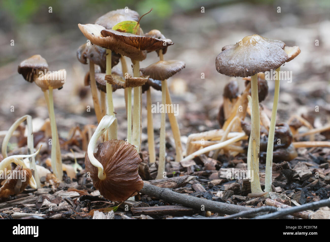 Bolbitius titubans hi-res stock photography and images - Alamy