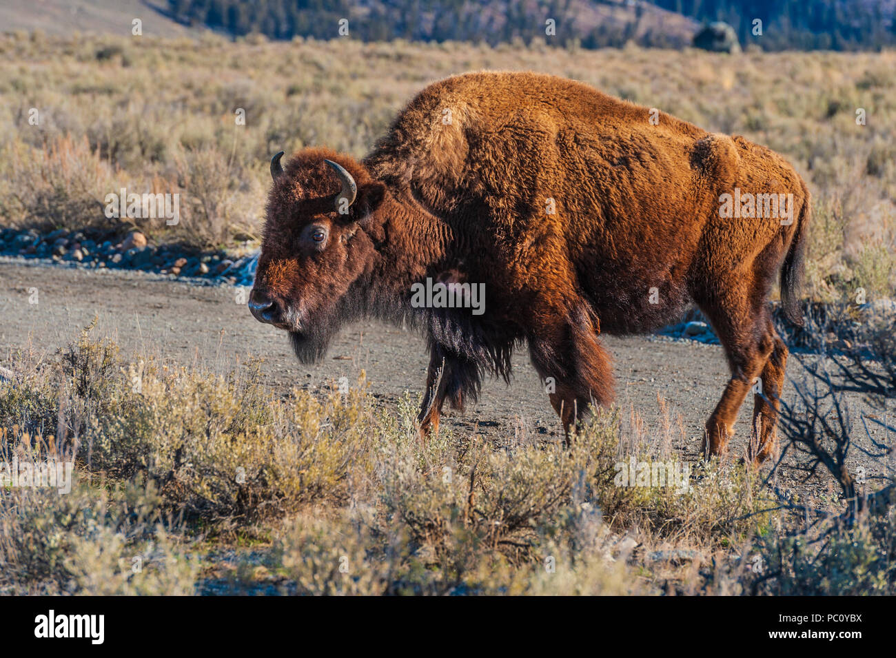 Yellowstone winter buffalo hi-res stock photography and images - Alamy