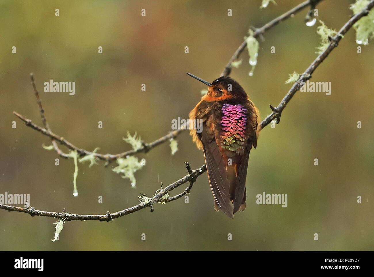 Dead hummingbird hi-res stock photography and images - Alamy