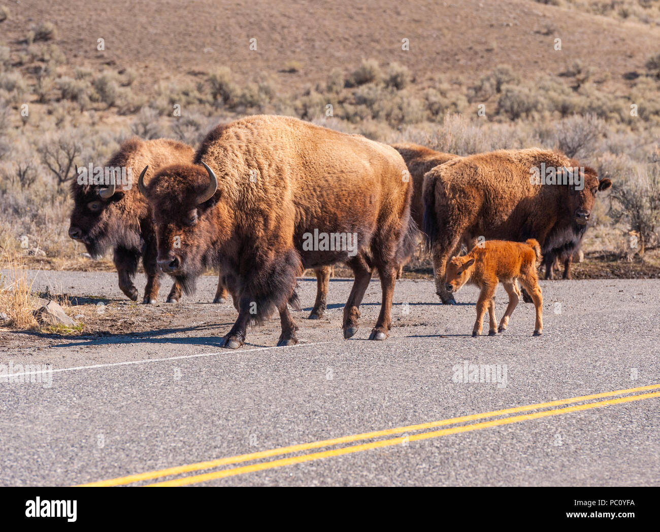 American Bison or Buffalo with calf in Yellowstone National Park Stock ...
