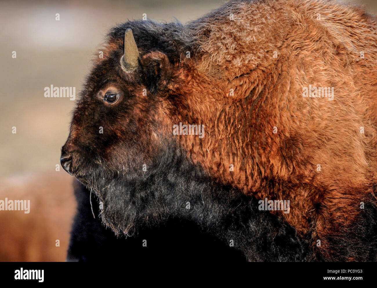 Icy beard on American Bison or Buffalo in Yellowstone National Park ...