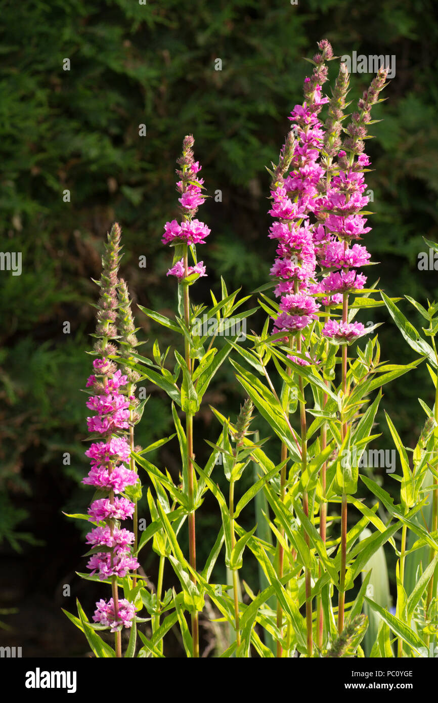 Marginal hi-res stock photography and images - Alamy