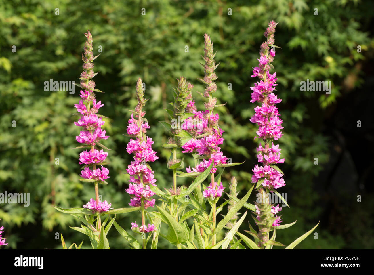 Purple loosestrife pond plant hi-res stock photography and images - Alamy