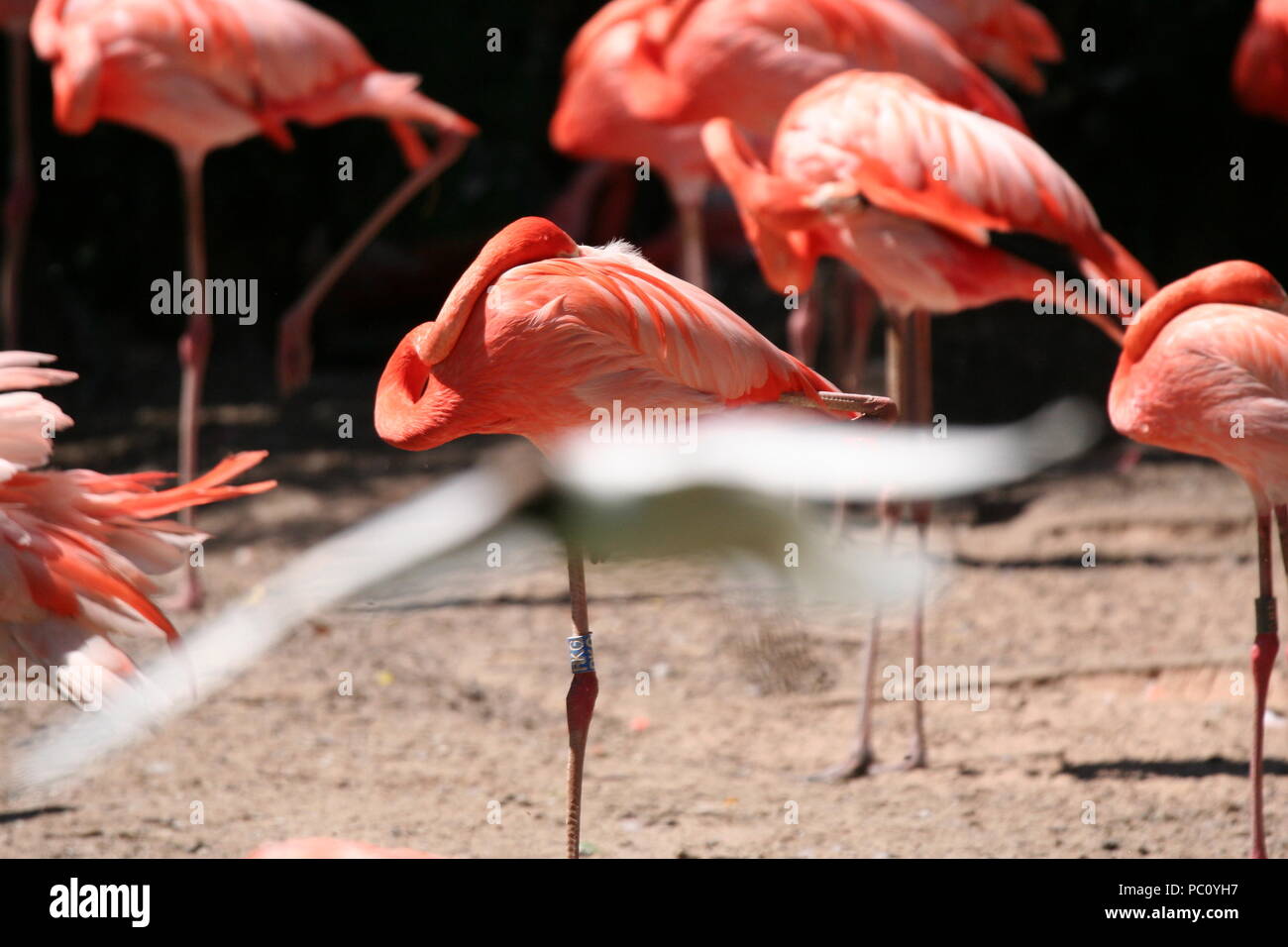 pink flamingo, flamingos filter feeding in a large family group, on a ...