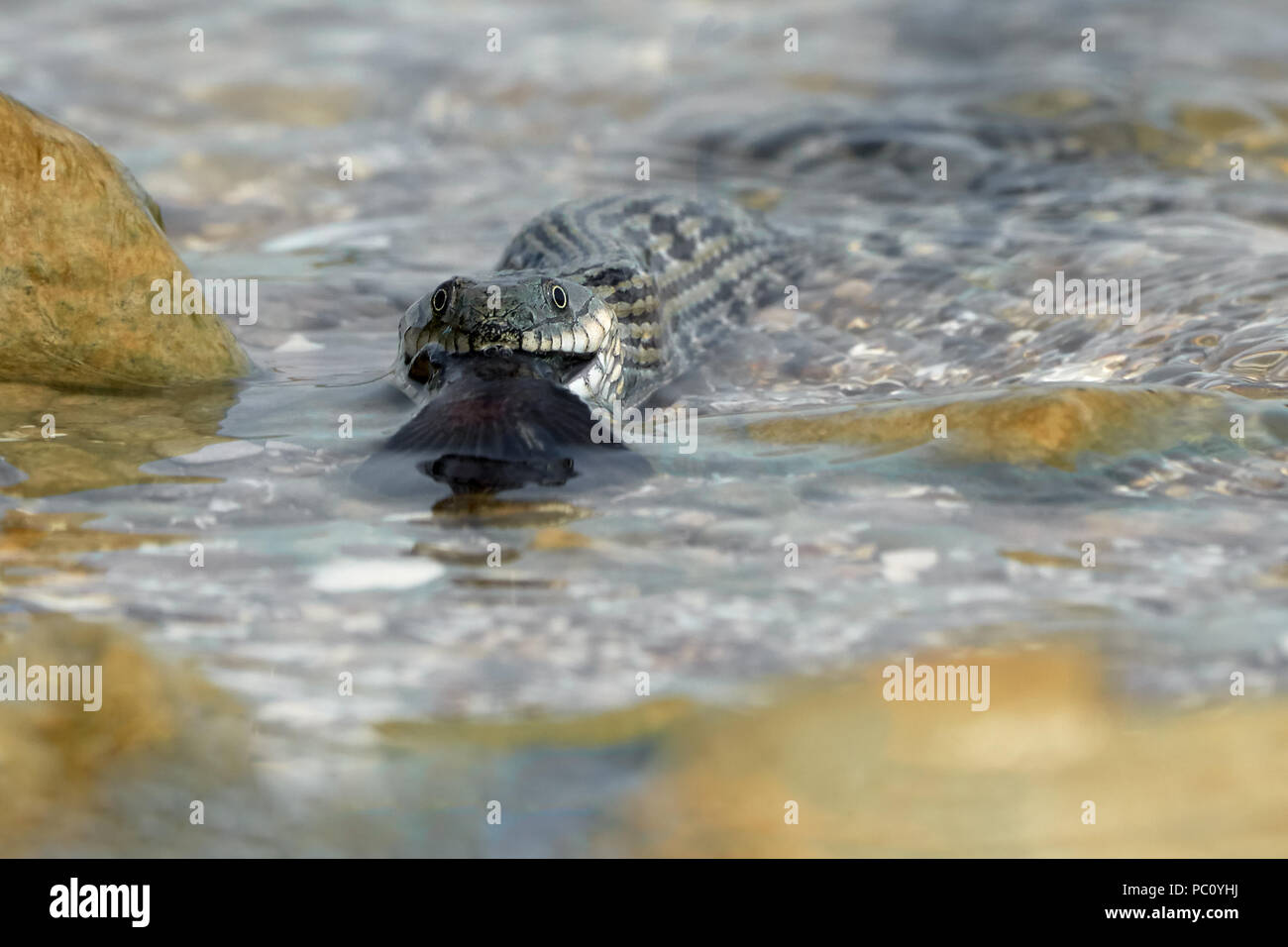 Water snake swallows fish on the seashore Stock Photo - Alamy