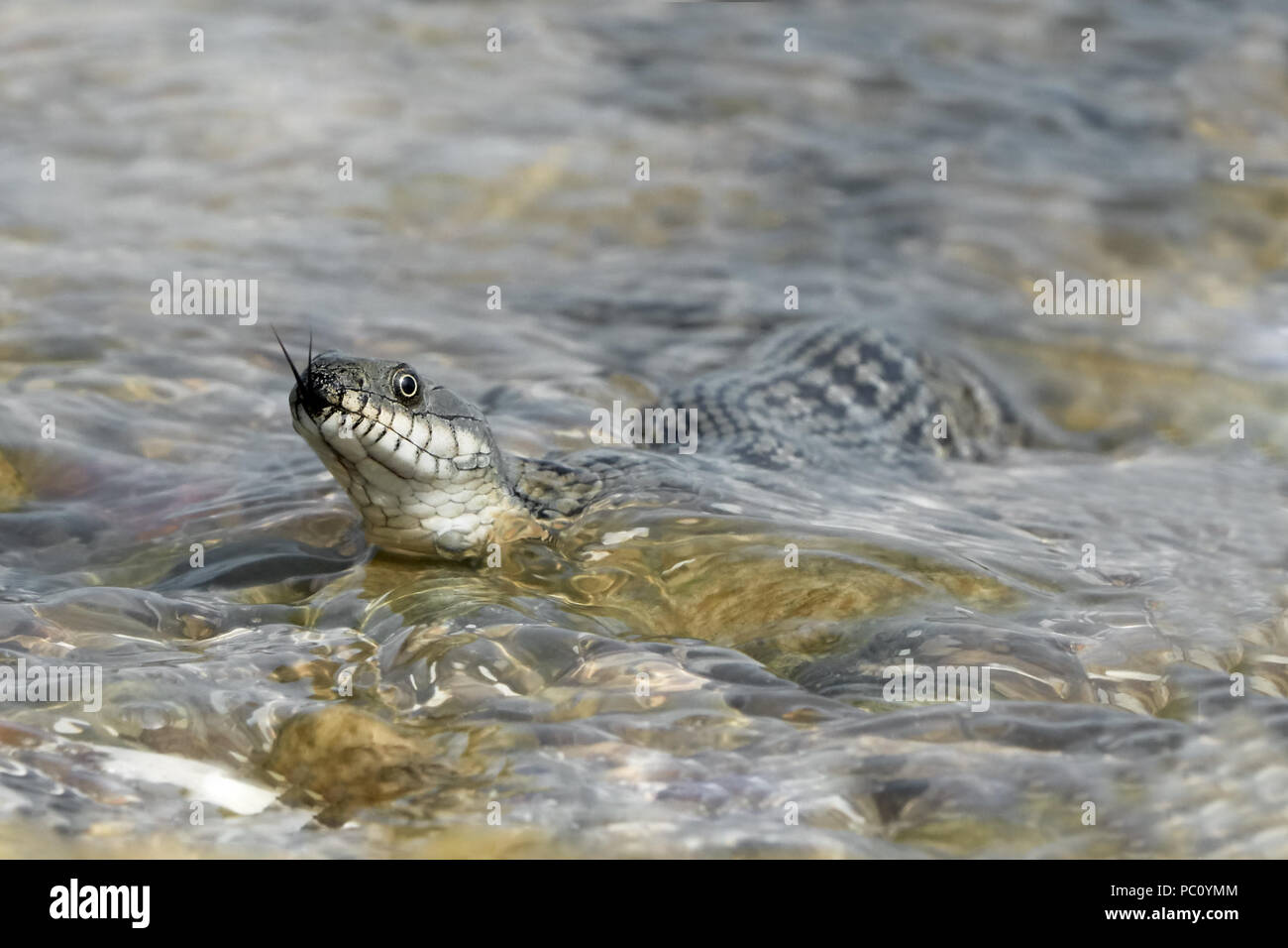 Water snake at the seashore on a summer day Stock Photo - Alamy
