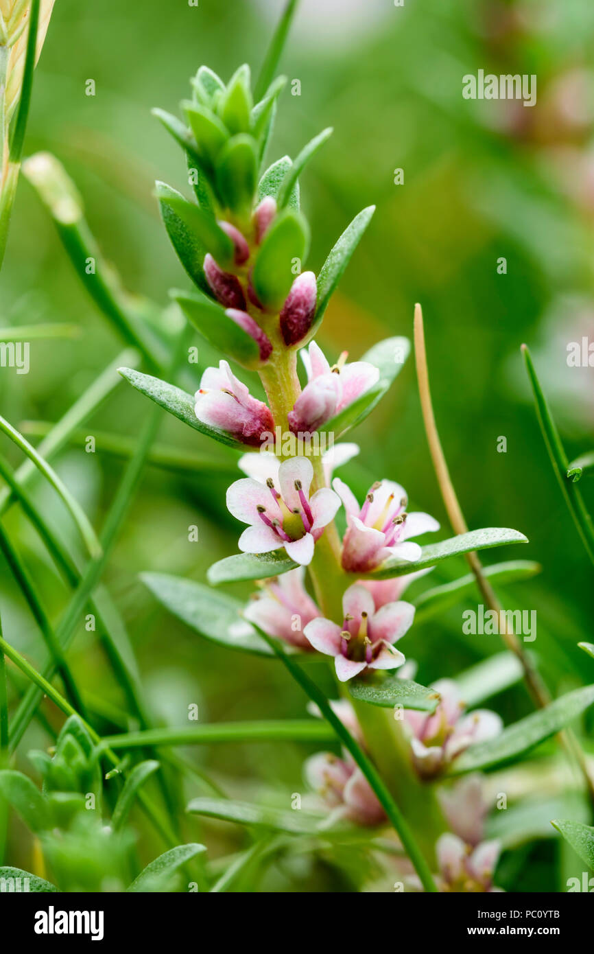 Sea Milkwort Glaux maritima Stock Photo - Alamy