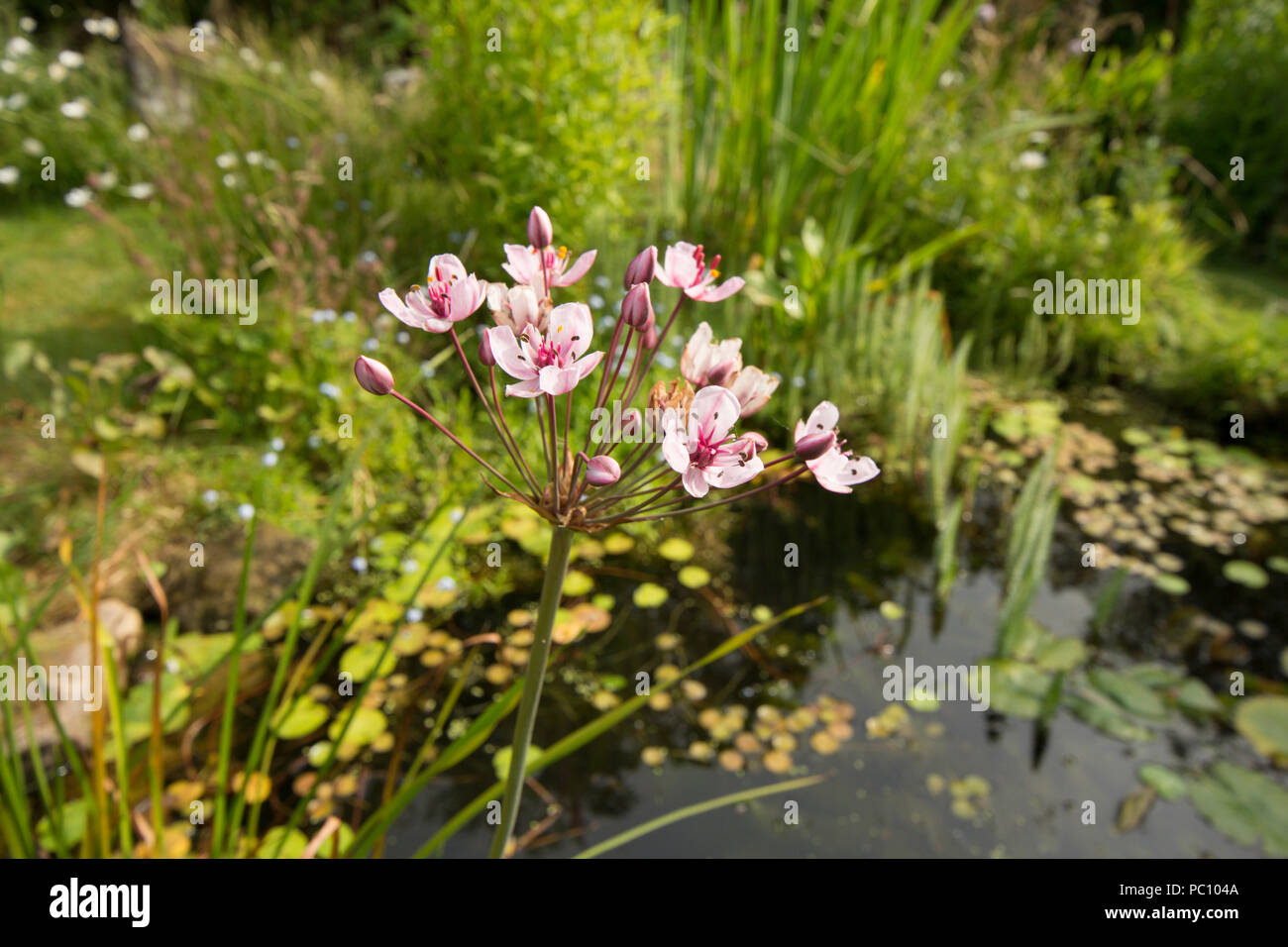 Flowering Rush, Butomus umbellatus, Marginal plant, Garden pond, Sussex ...