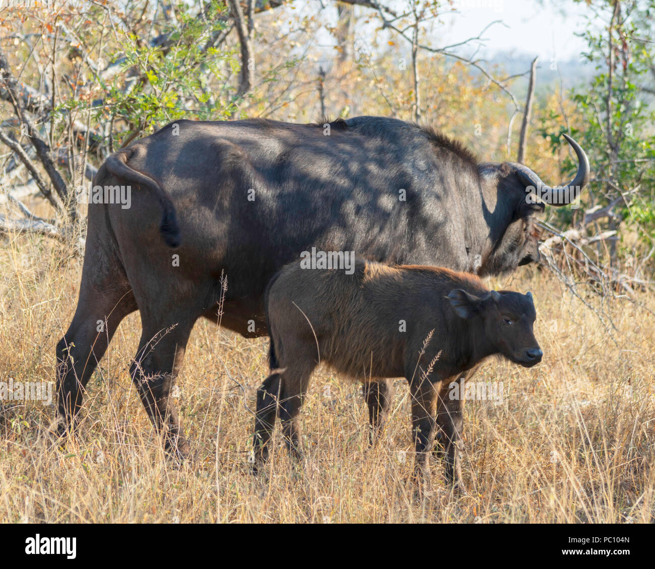 African buffalo images hi-res stock photography and images - Alamy