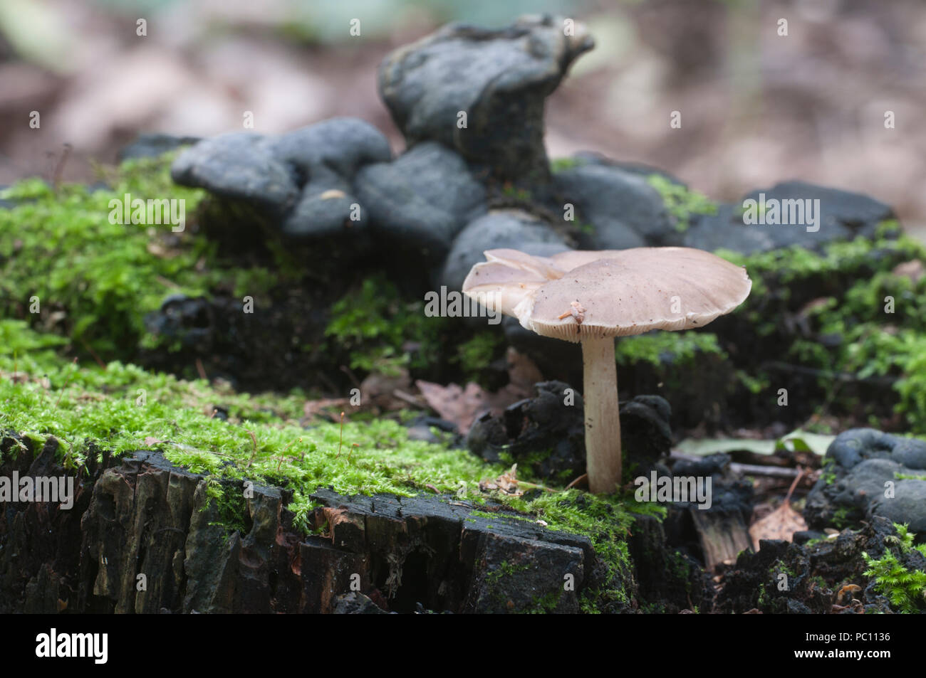 Deer Mushroom (Pluteus cervinus) near a birch tree stump Stock Photo ...