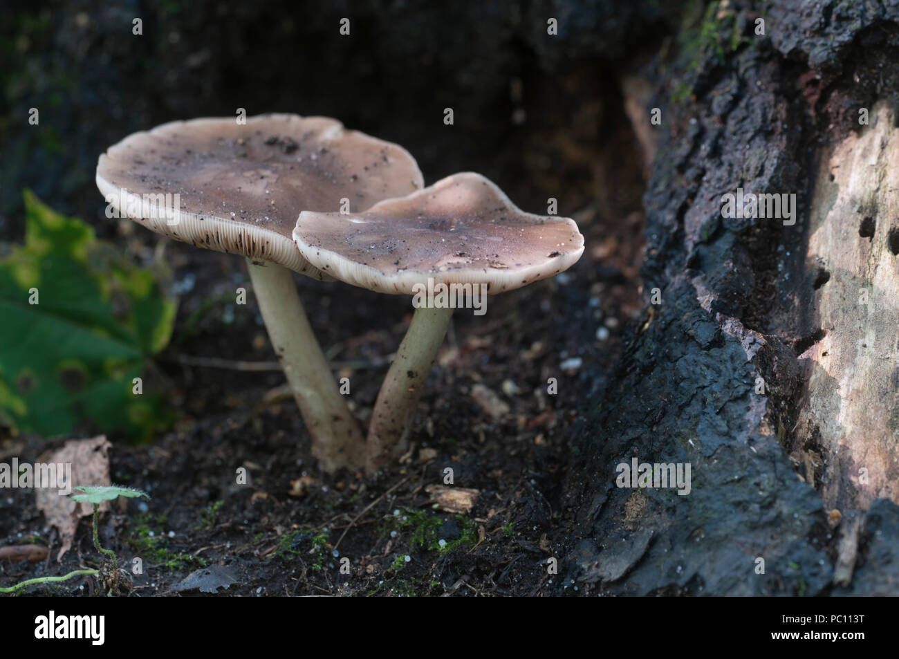 Pluteus cervinus hi-res stock photography and images - Alamy