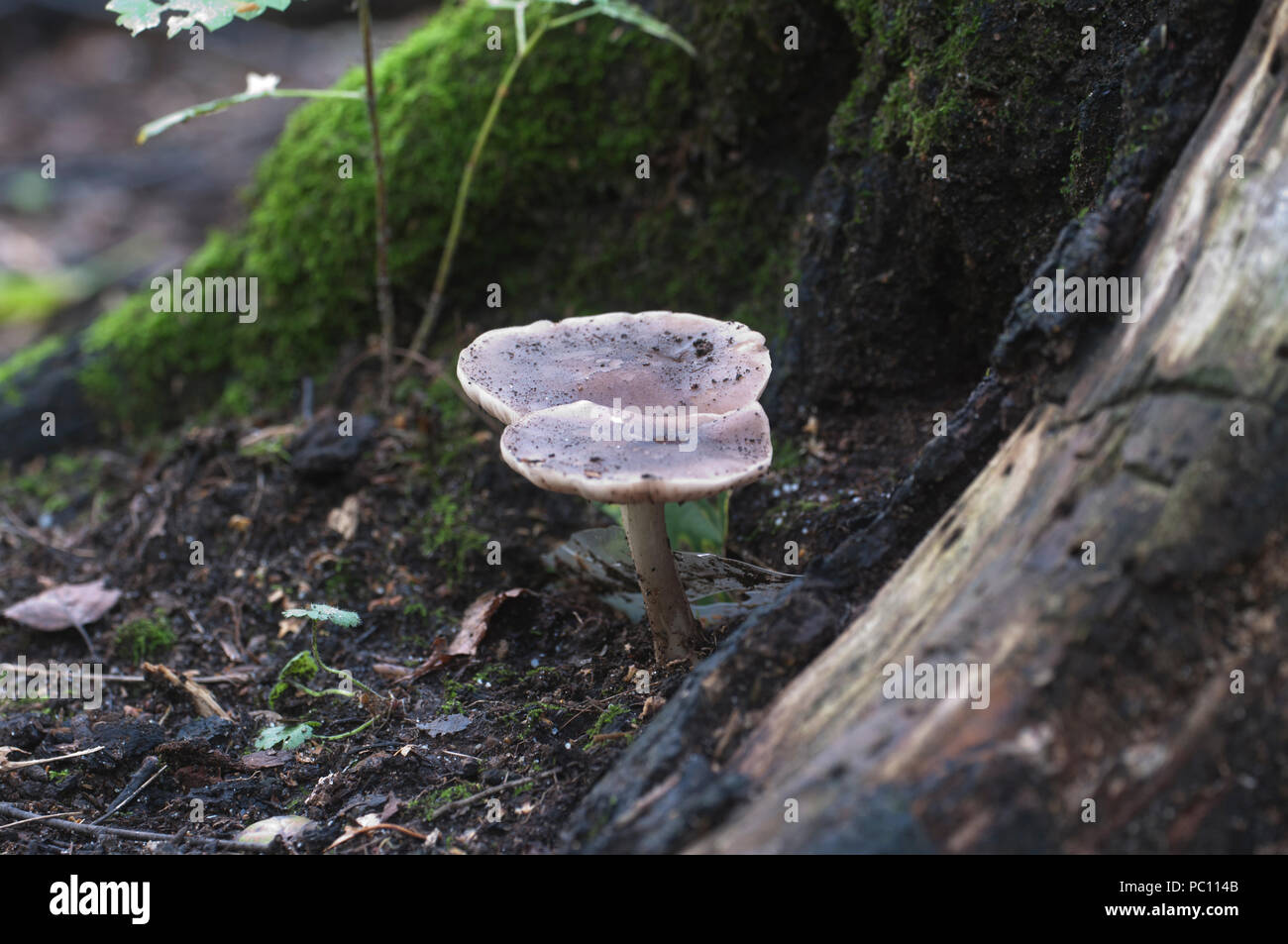 Deer Mushroom (Pluteus cervinus) near a birch tree stump Stock Photo ...