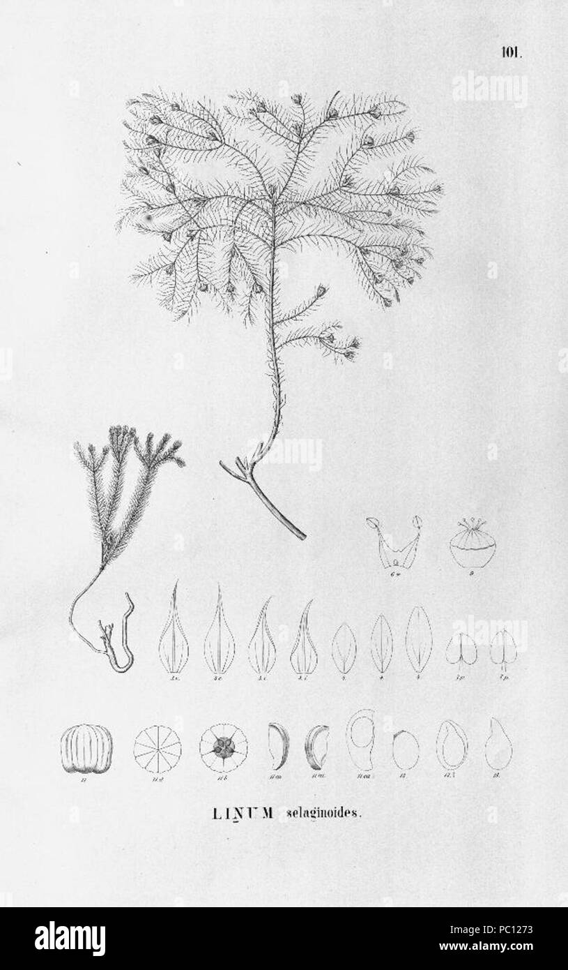 Blue wild plants Black and White Stock Photos & Images - Alamy