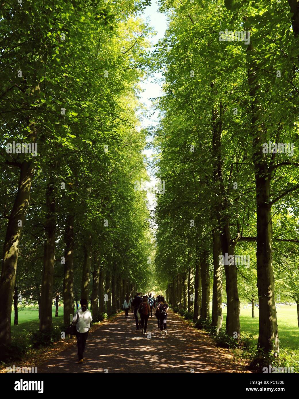 Shaded path with leafy green trees either side Stock Photo - Alamy