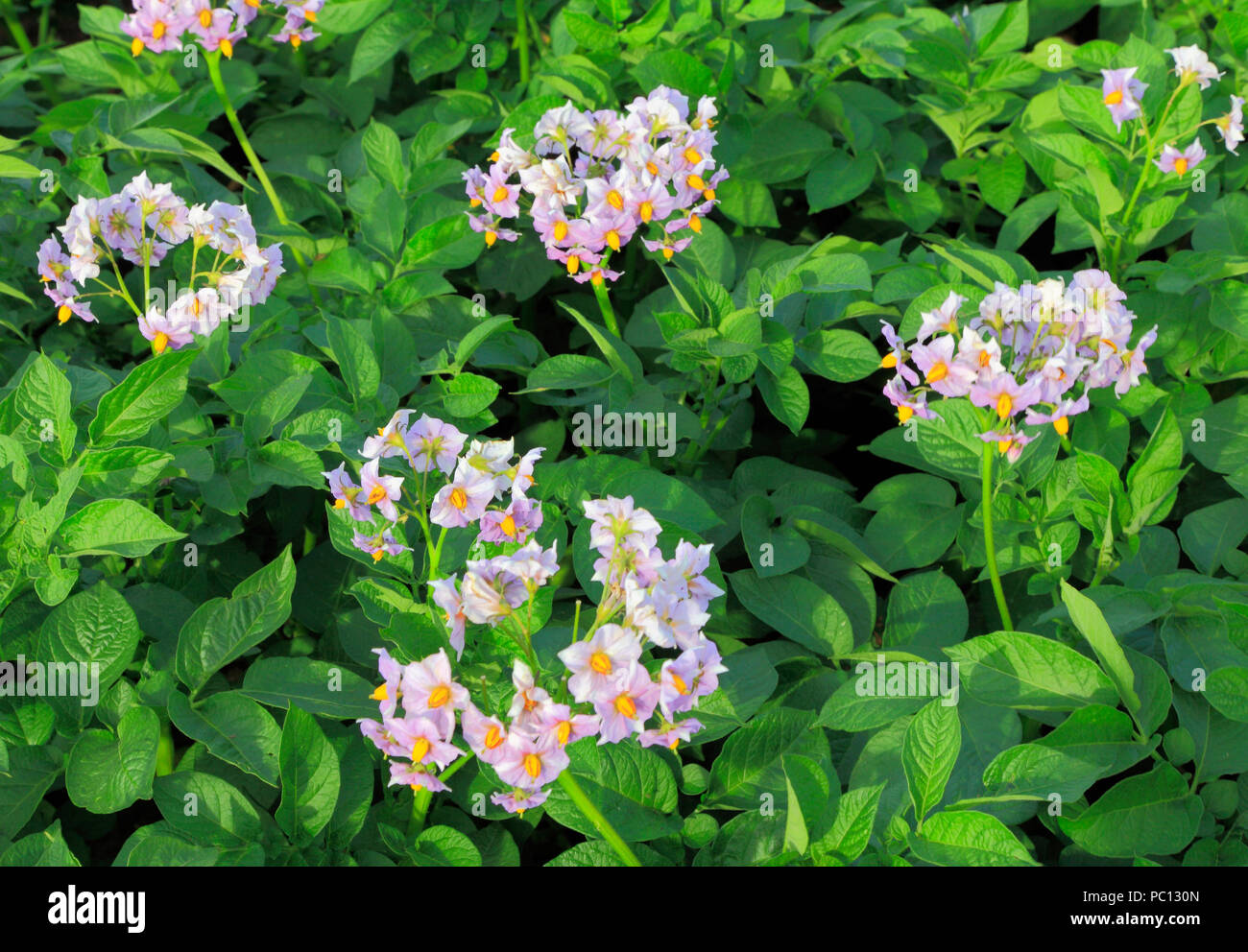 Potato flower hi-res stock photography and images - Alamy