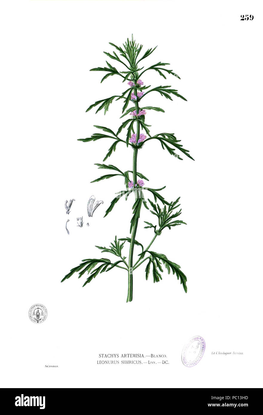 Leonurus japonicus Cut Out Stock Images & Pictures - Alamy