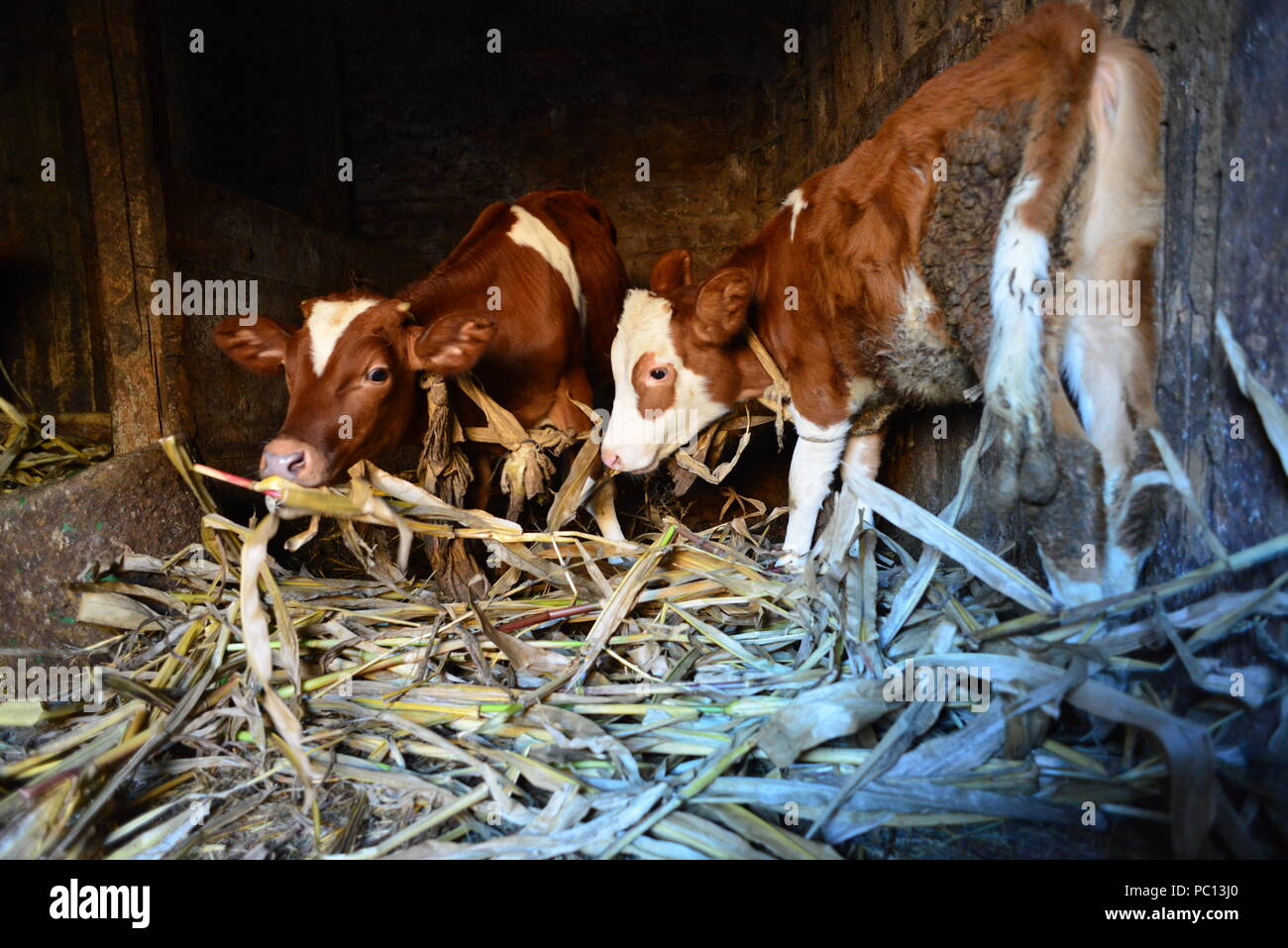 Cow corn hi-res stock photography and images - Alamy