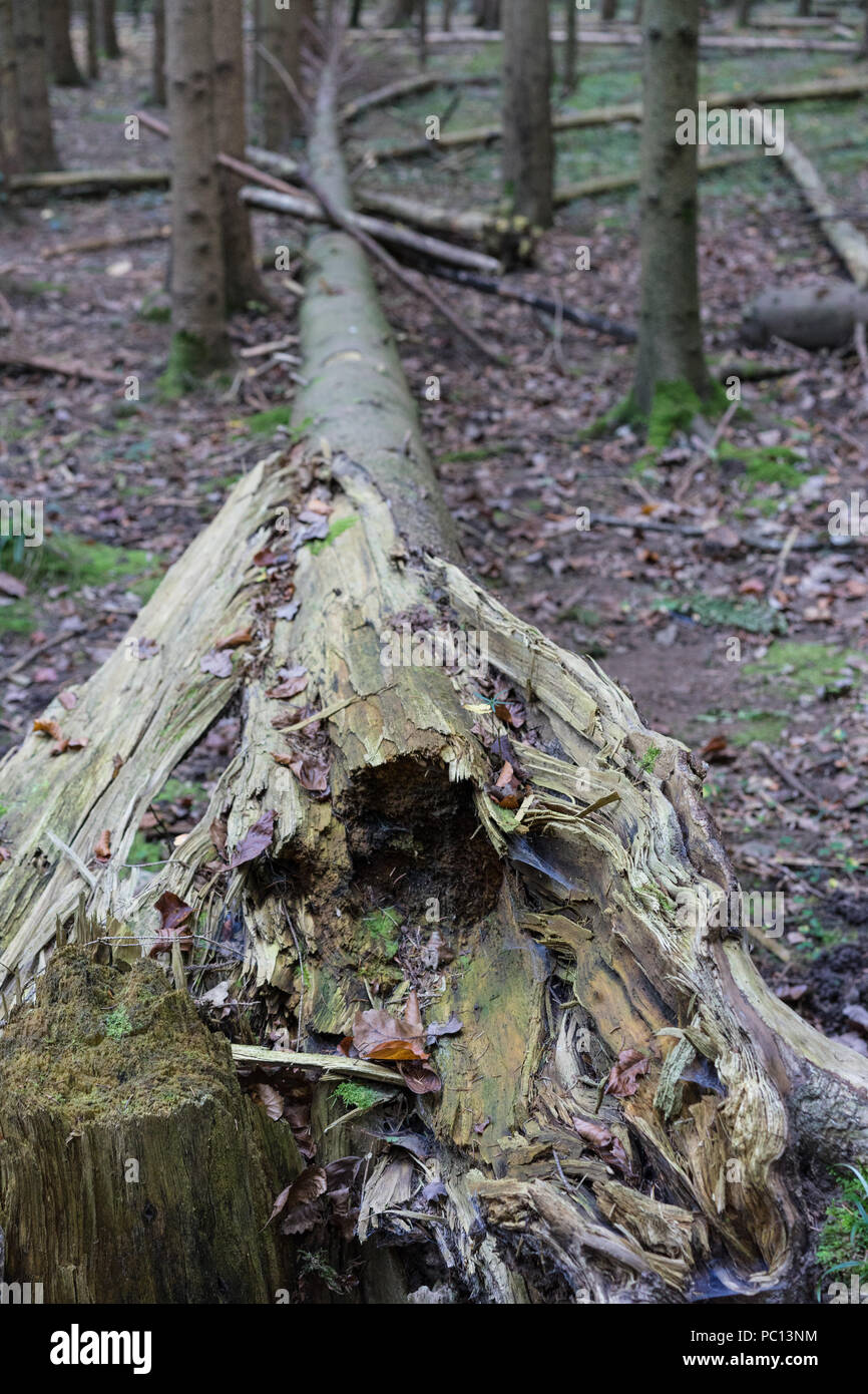 Storm damage: Broken tree in woods, autumn forest europe Stock Photo ...