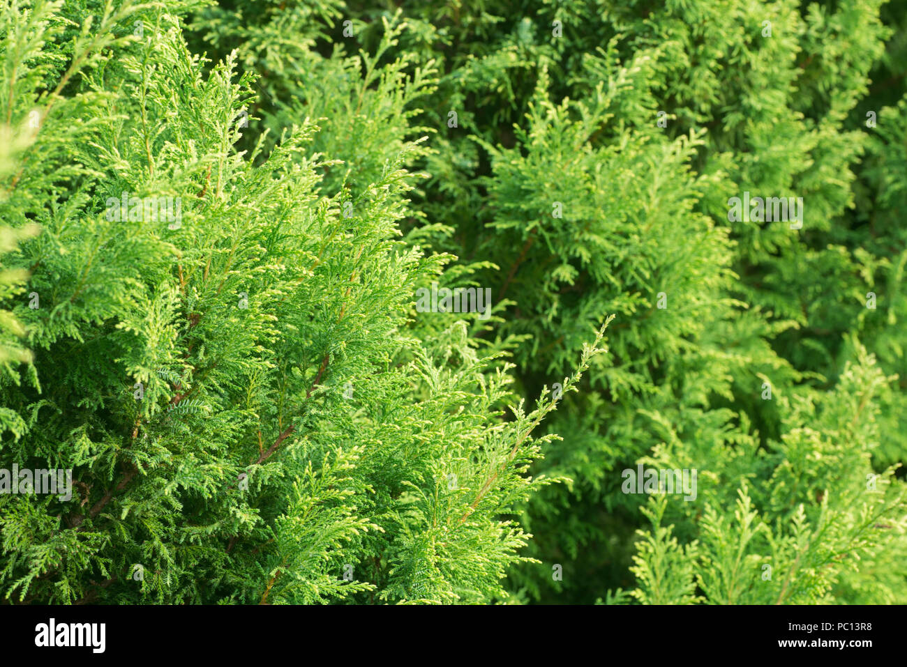 Thuja occidentalis tree hi-res stock photography and images - Alamy