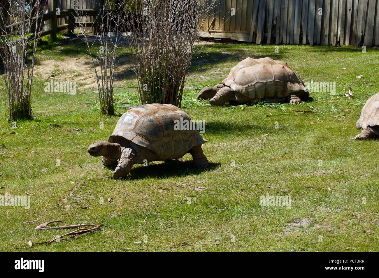 Australian Turtles High Resolution Stock Photography and Images - Alamy