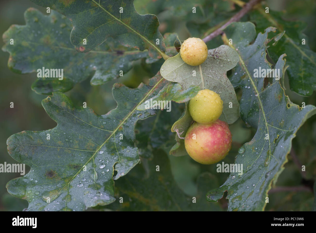 Oak gall hi-res stock photography and images - Alamy