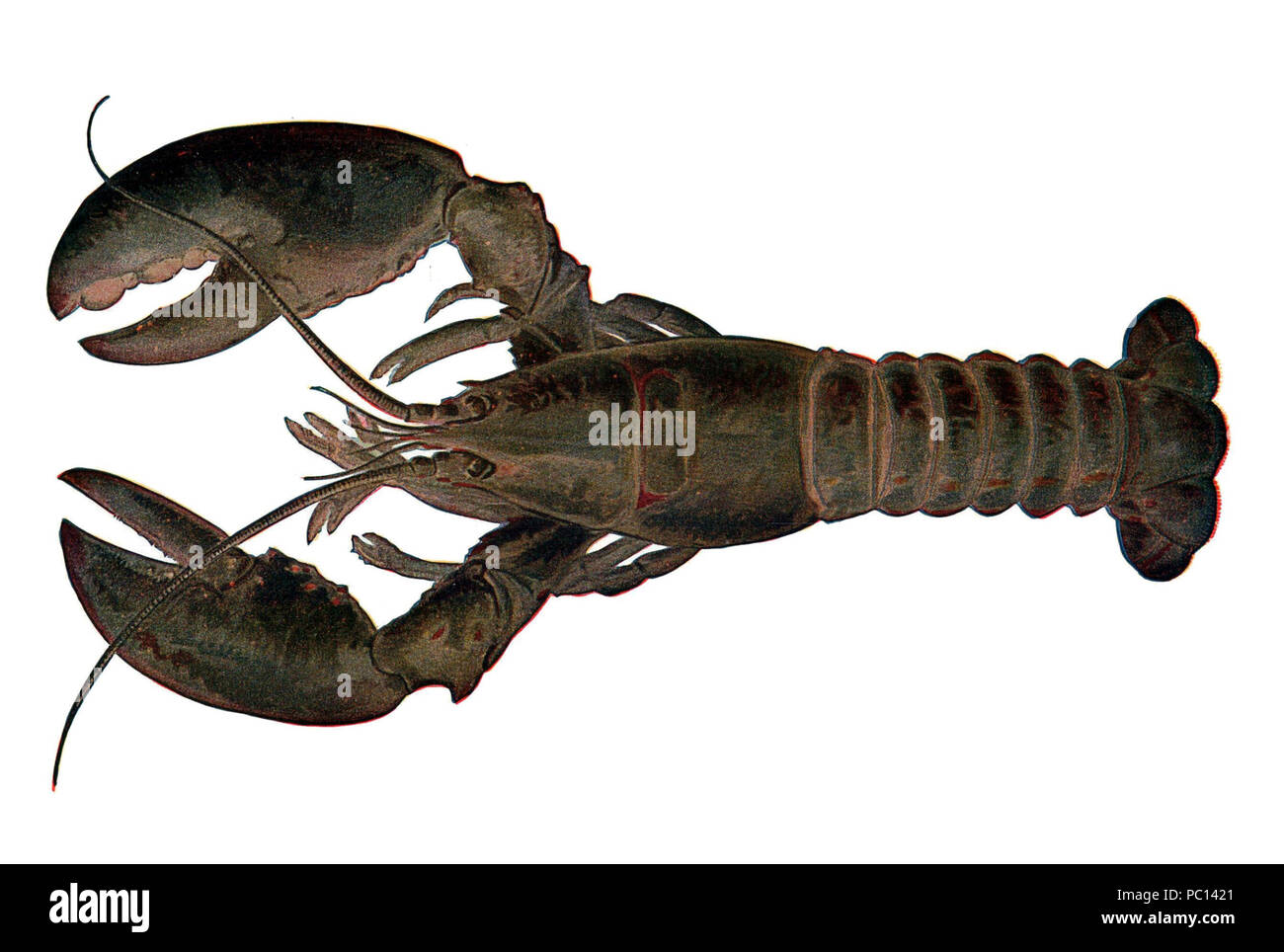 Lobster anatomy Cut Out Stock Images & Pictures - Alamy