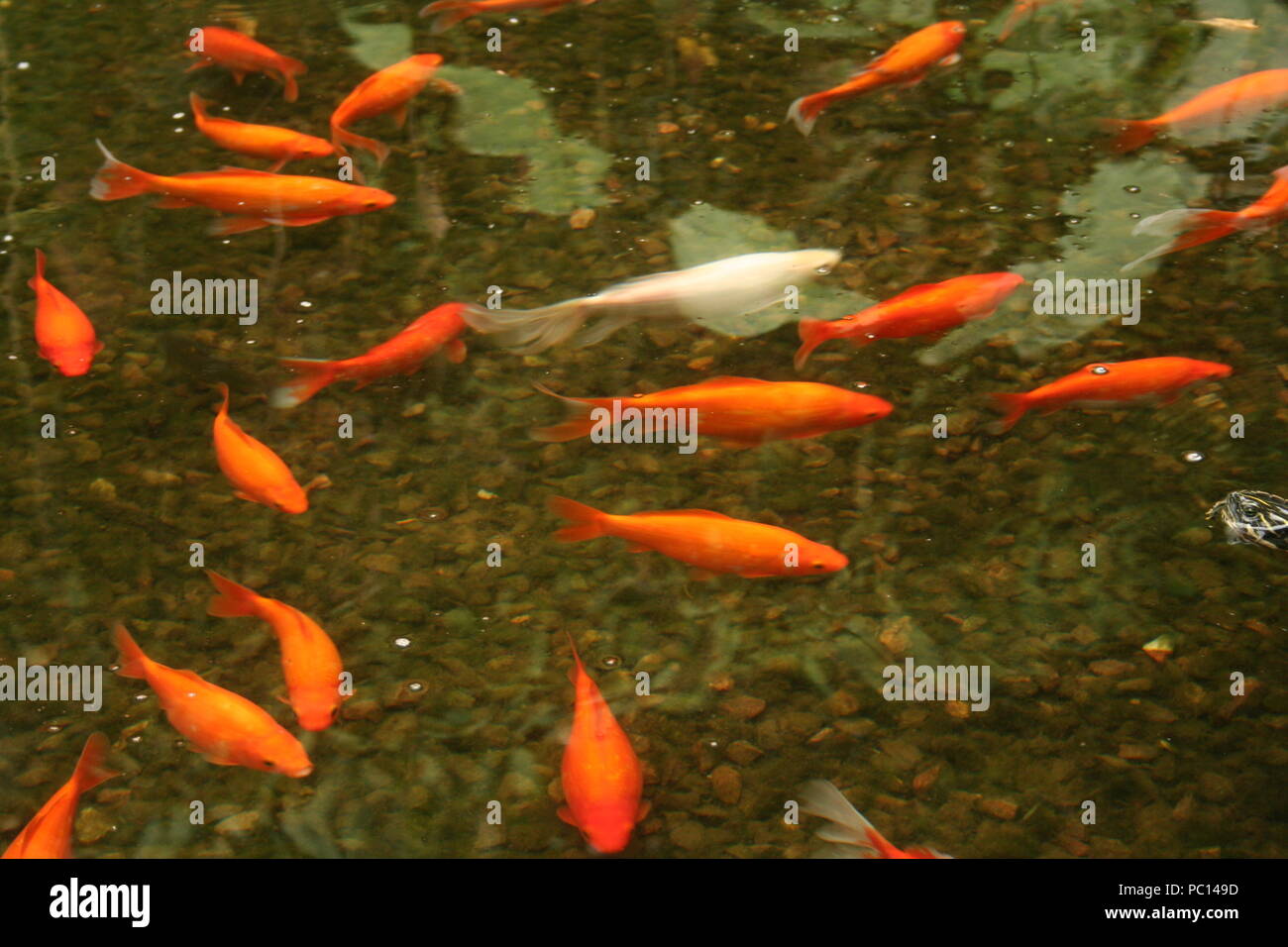 Beautiful coloured koi carp,swimming in shoal, within Roath park ...