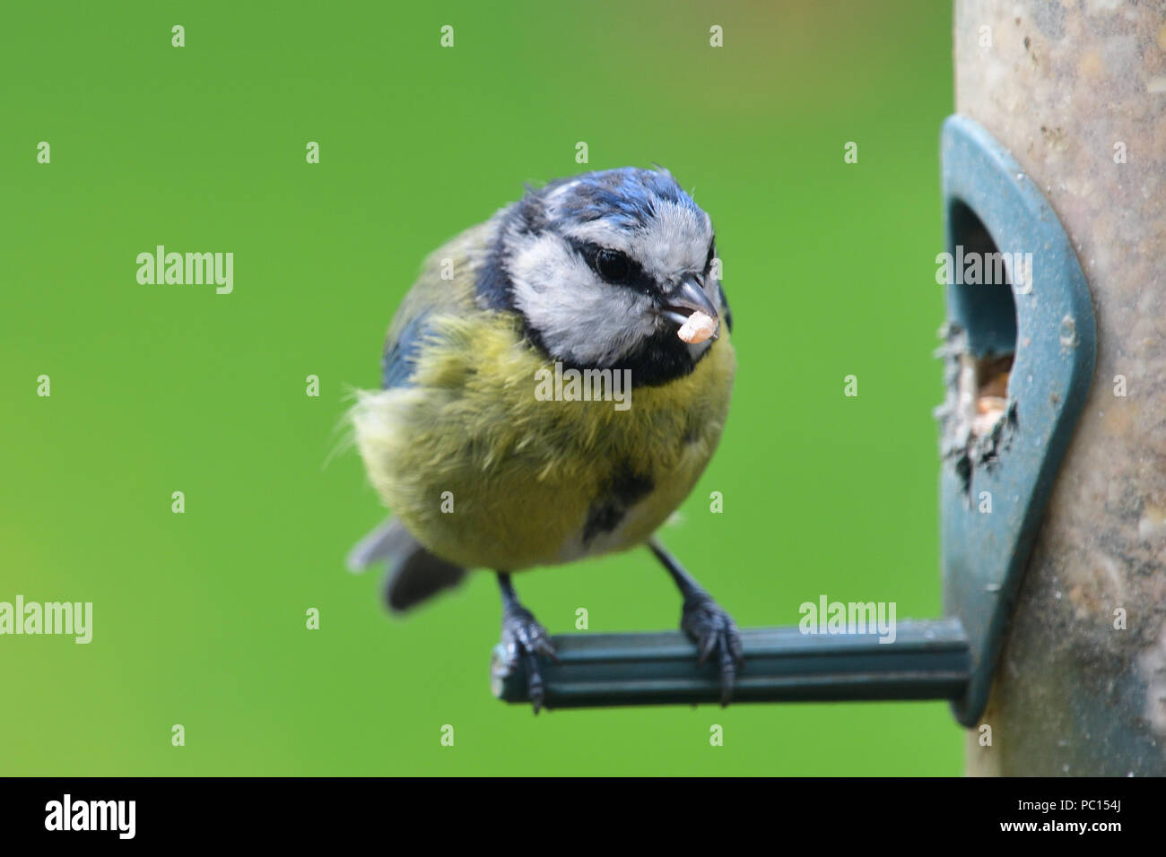 Earasian bluetit hi-res stock photography and images - Alamy