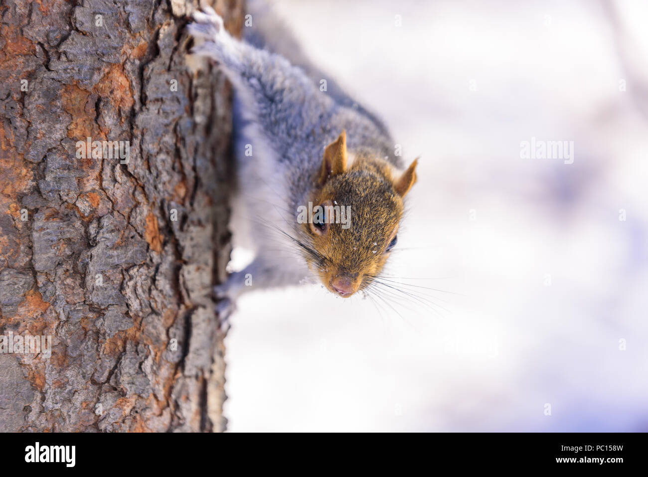 Squirrel in forest at winter scenery - blurred forest in the background ...