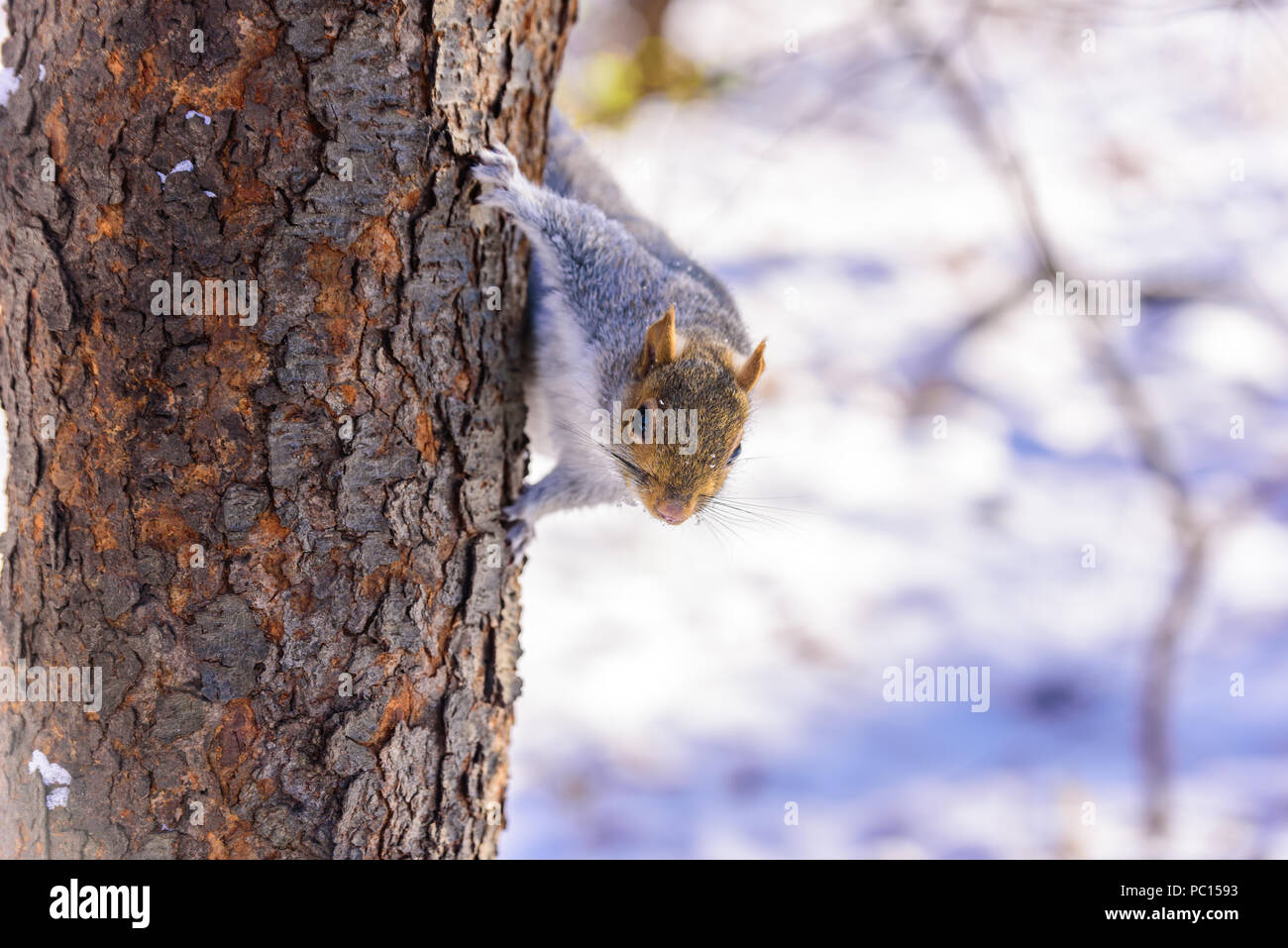 Squirrel in forest at winter scenery - blurred forest in the background ...