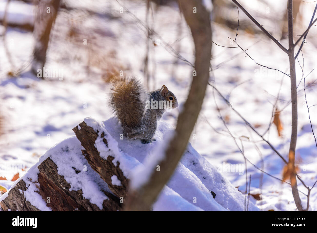 Cute squirrel winter scene feeding hi-res stock photography and images ...