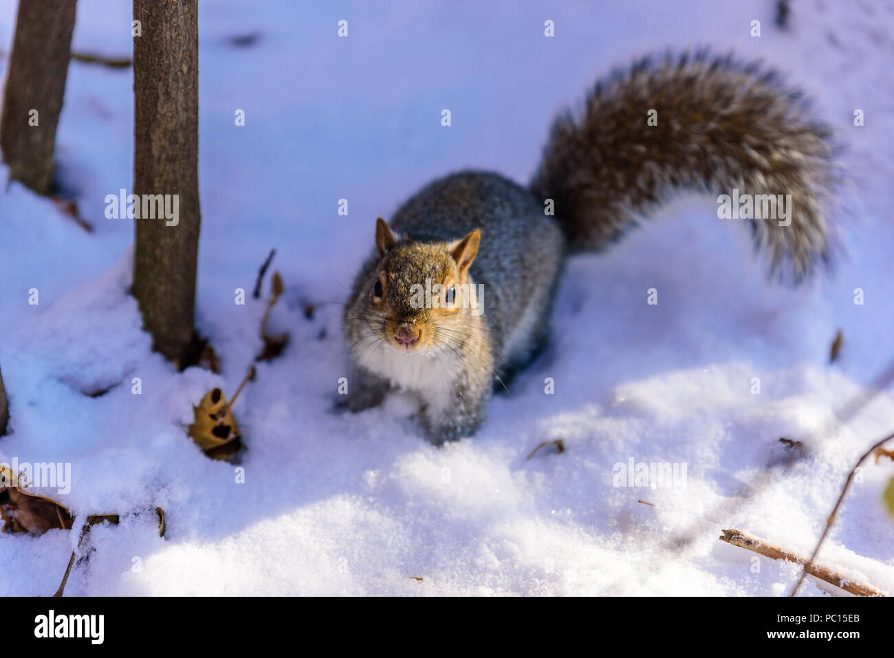 Cute squirrel winter scene feeding hi-res stock photography and images ...