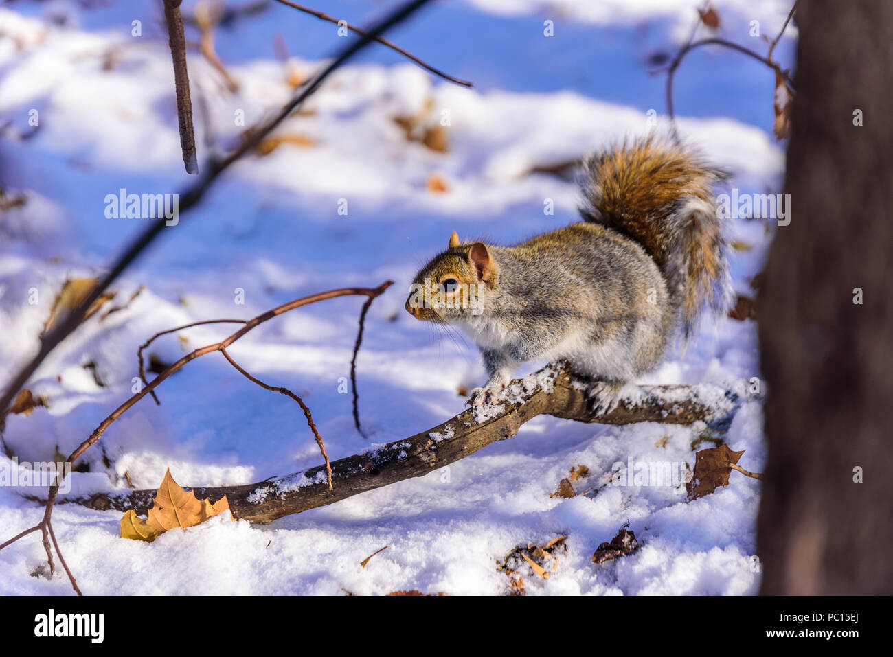 Squirrel in forest at winter scenery - blurred forest in the background ...