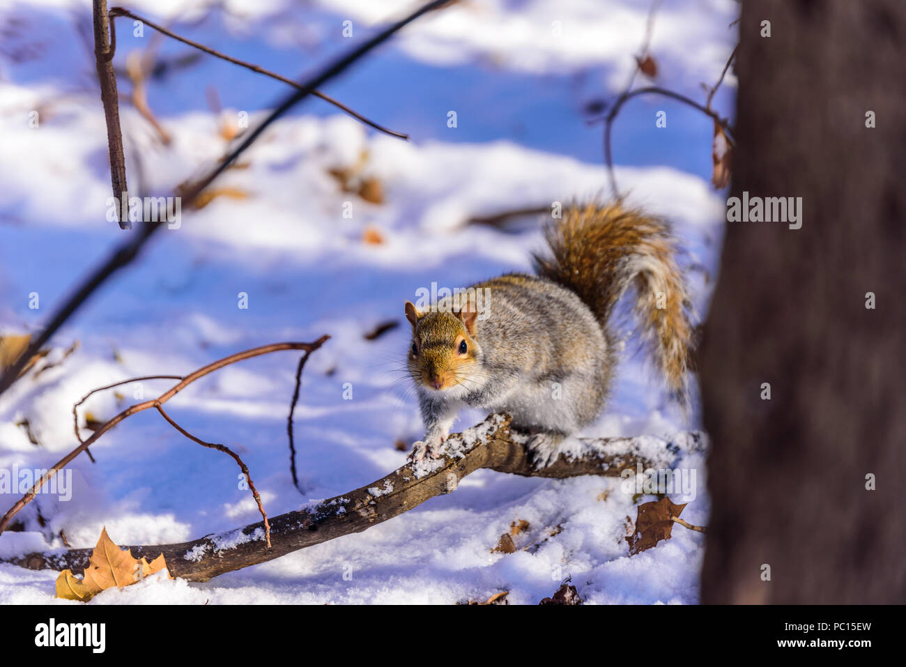 Squirrel in forest at winter scenery - blurred forest in the background ...
