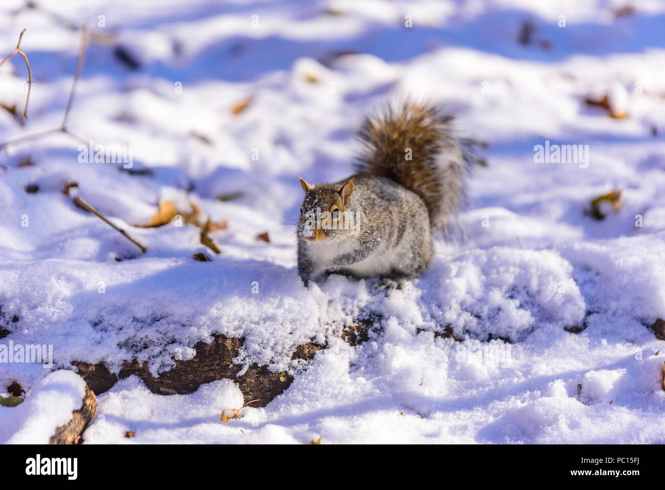 Squirrel in forest at winter scenery - blurred forest in the background ...