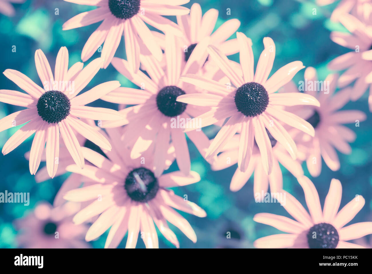 Soft flower background made with color filters, select focus Stock ...