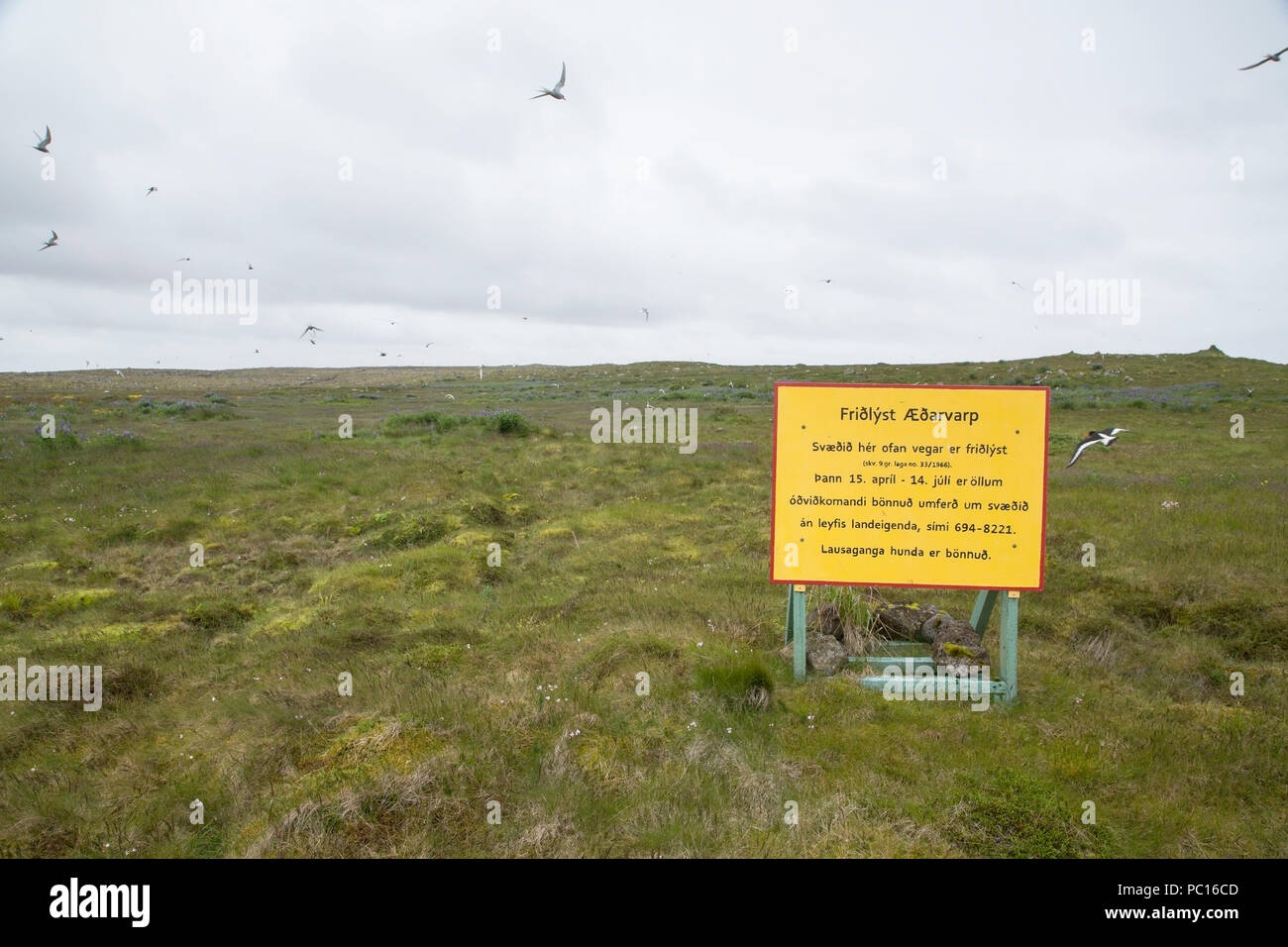 warning sign for breeding ground of Arctic tern (Sterna paradisea ...