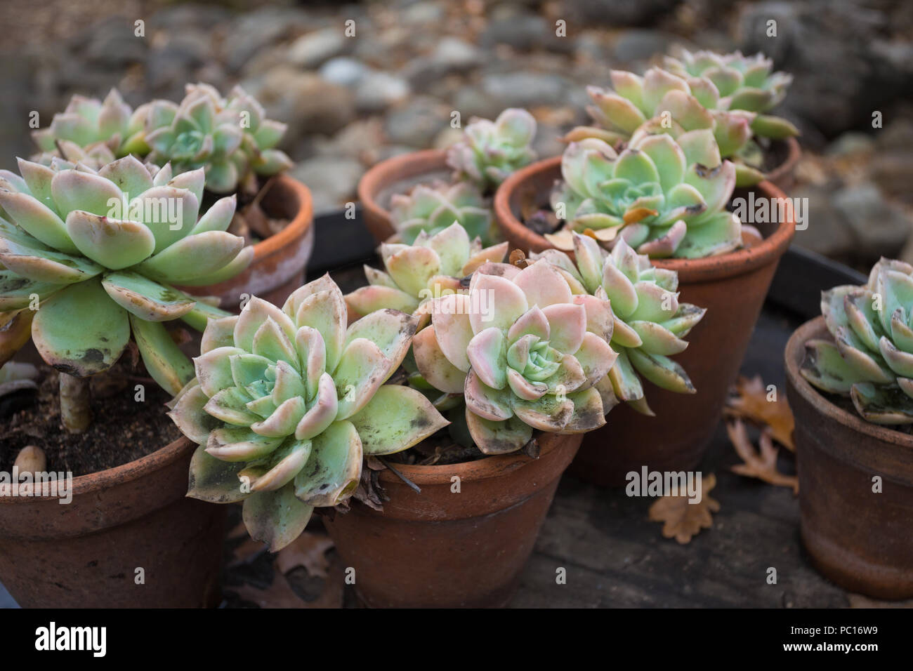 Succulents in pots hi-res stock photography and images - Alamy