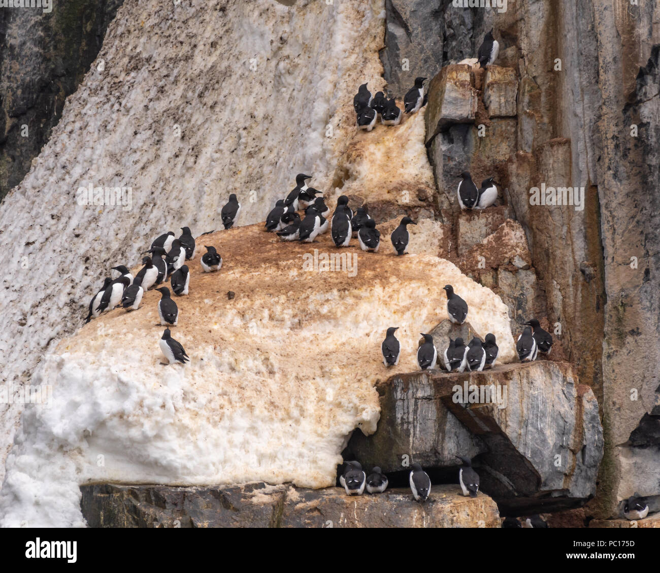 Cliff nesting birds hi-res stock photography and images - Alamy