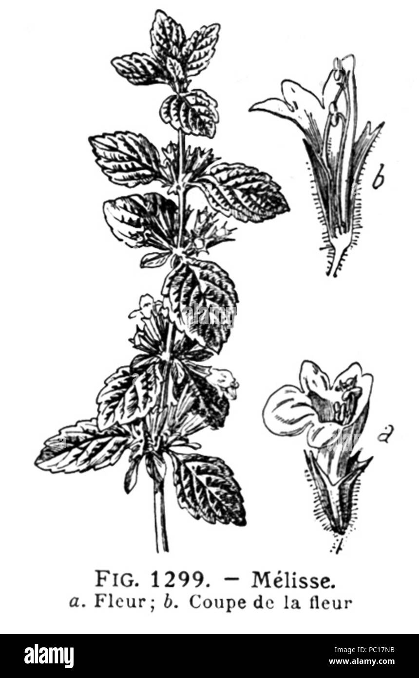 Melisse hi-res stock photography and images - Alamy