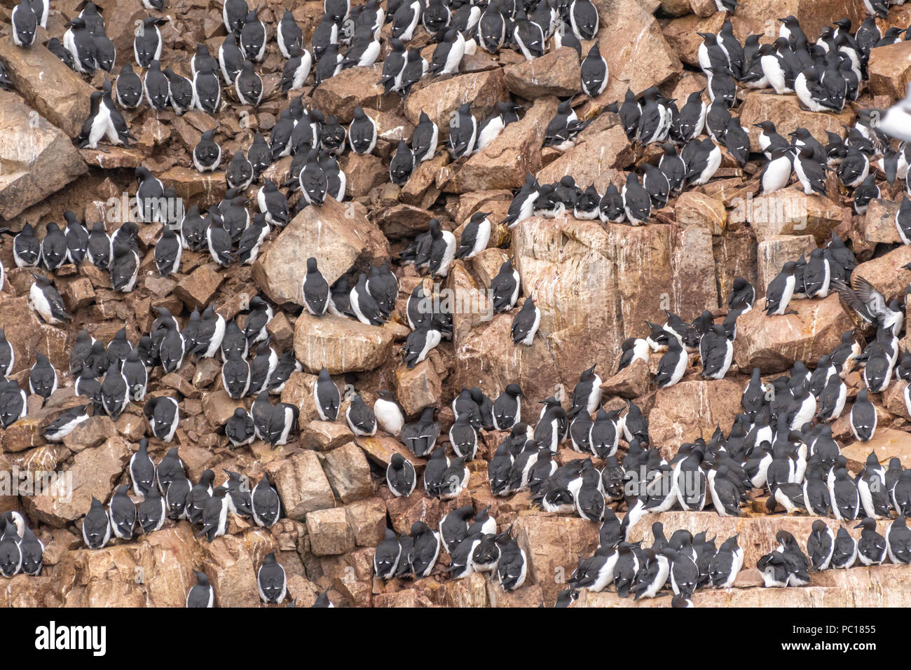 Cliff nesting birds hi-res stock photography and images - Alamy