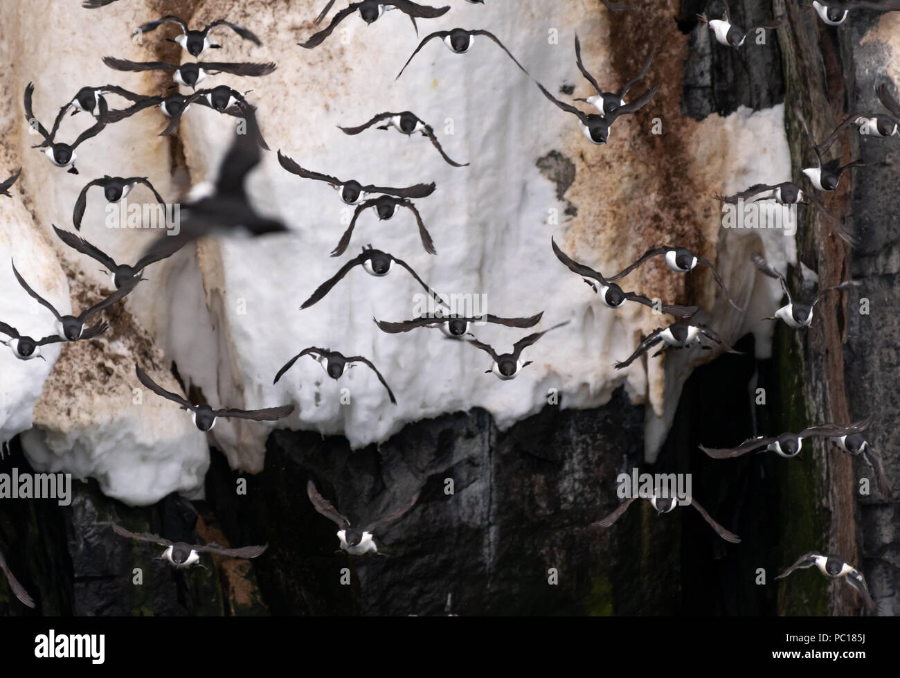 Brünnich's guillemots (Uria lomvia) also known as thick-billed murres ...