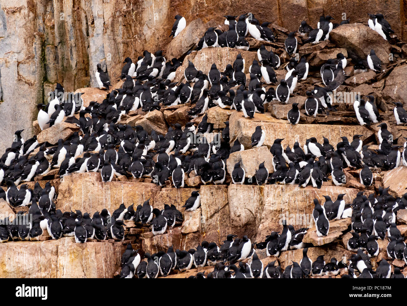 Cliff nesting birds hi-res stock photography and images - Alamy
