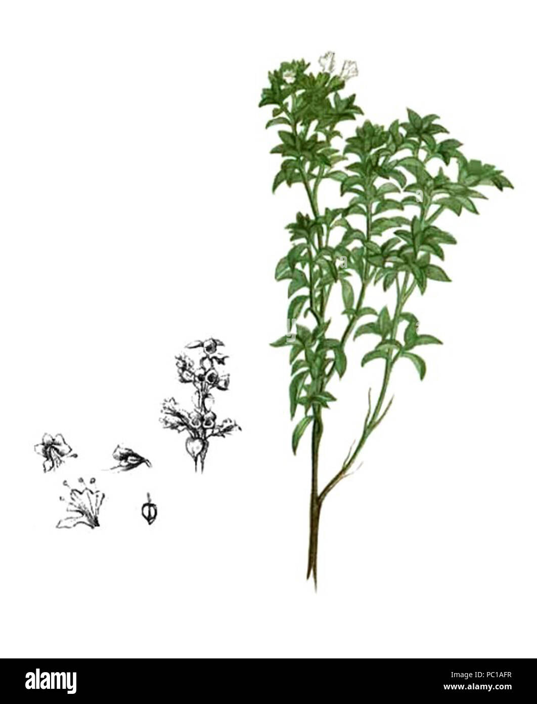 Ocimum canum hi-res stock photography and images - Alamy