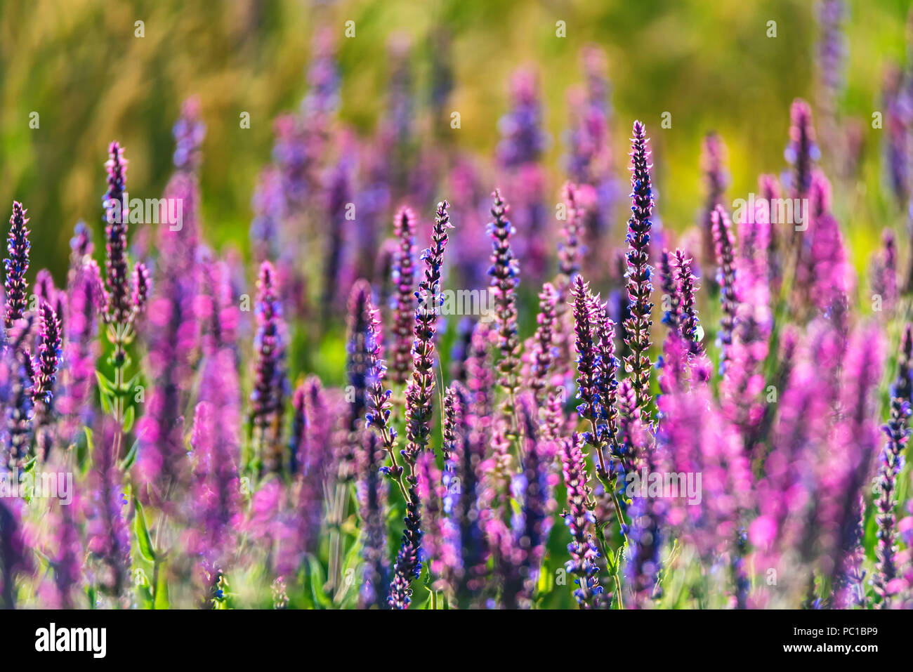 Salvia divinorum hi-res stock photography and images - Alamy