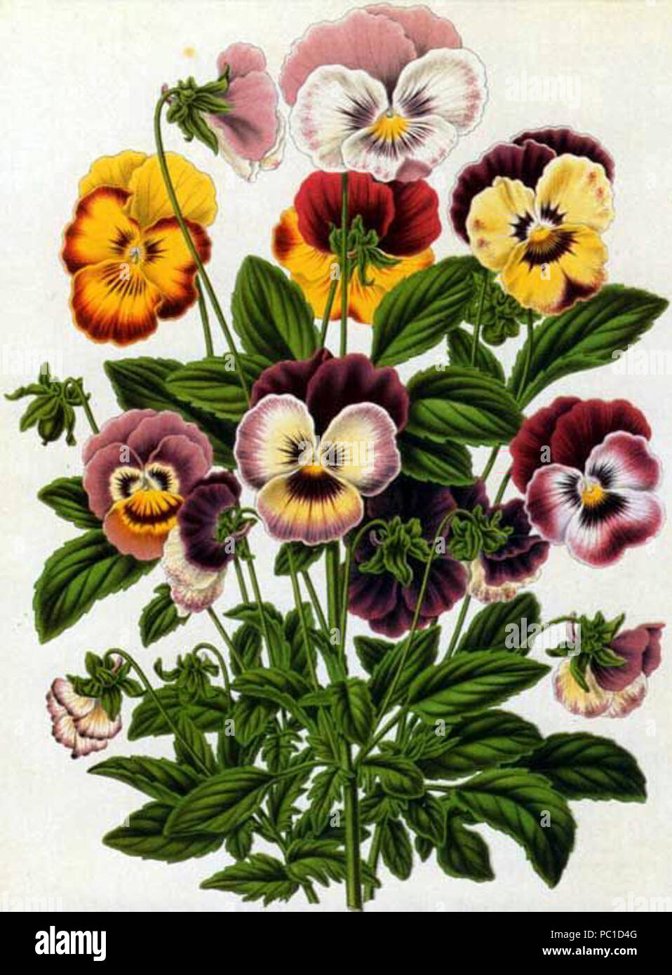 Jacobus wendel hi-res stock photography and images - Alamy