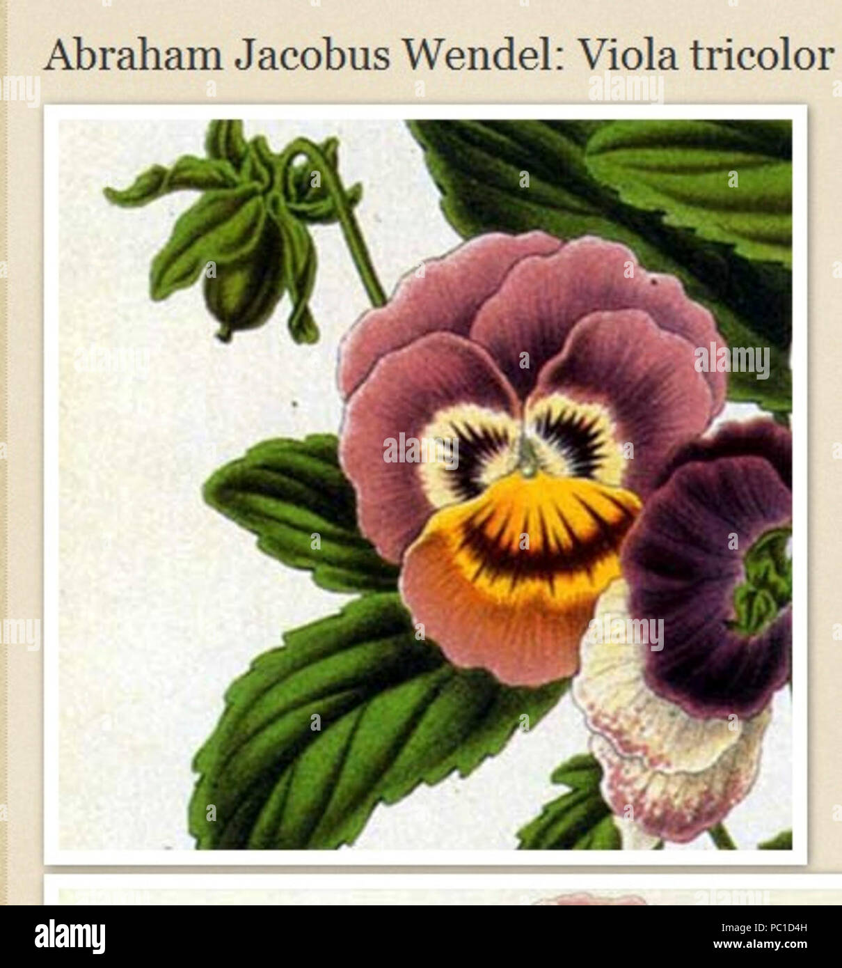 Jacobus wendel hi-res stock photography and images - Alamy