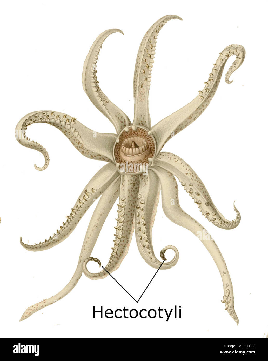 Hectocotylus hi-res stock photography and images - Alamy